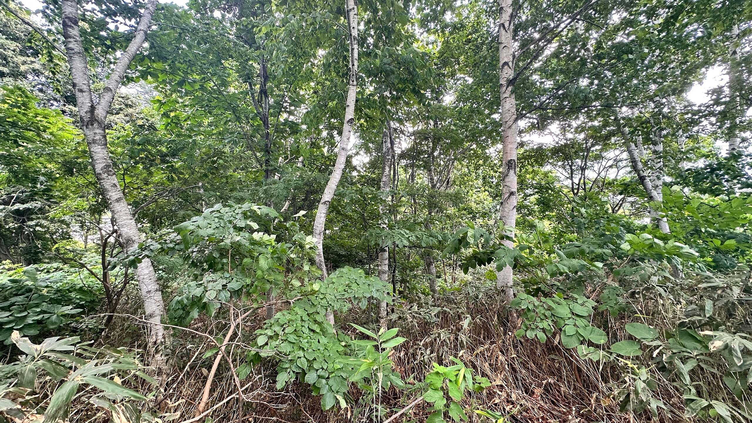 Elite Development Land in Upper Hirafu Village | Taiga Niseko